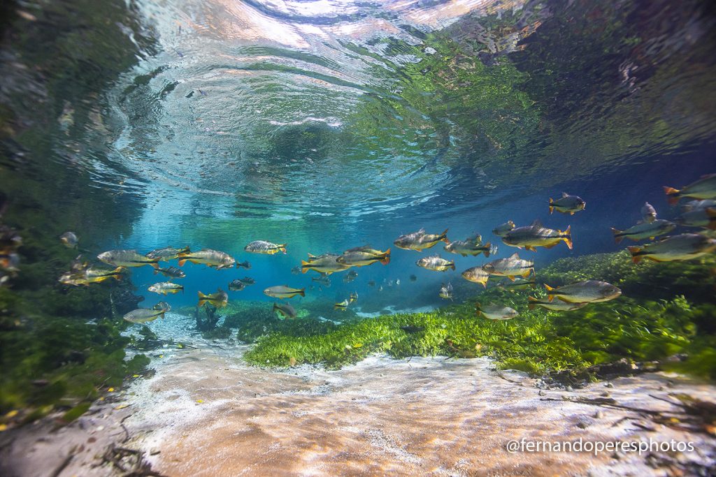 Rio Sucuri - Flutuação - Águas Turismo